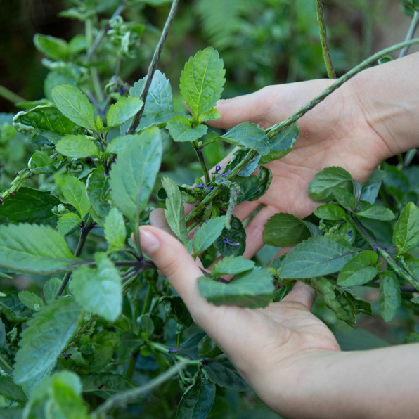 Plant An Edible Garden | Keep Safe