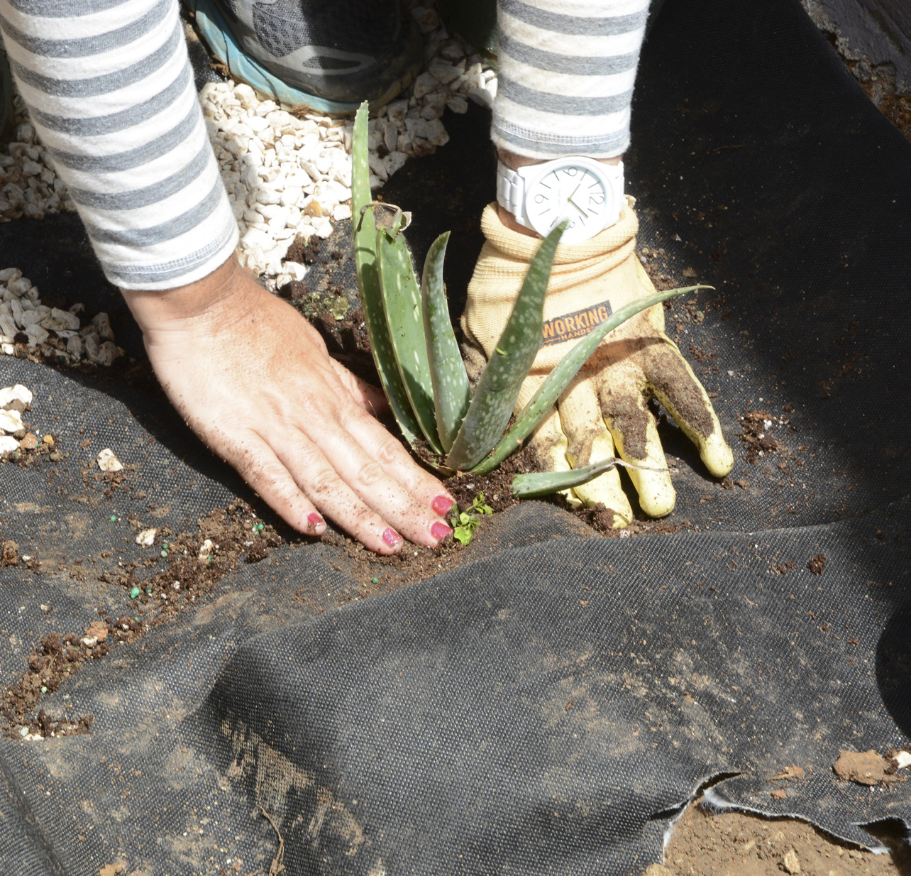 Plant An Edible Garden | Keep Safe