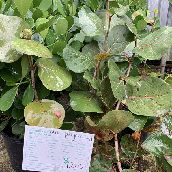 Refuerce Su Entorno Con Vegetación | Keep Safe